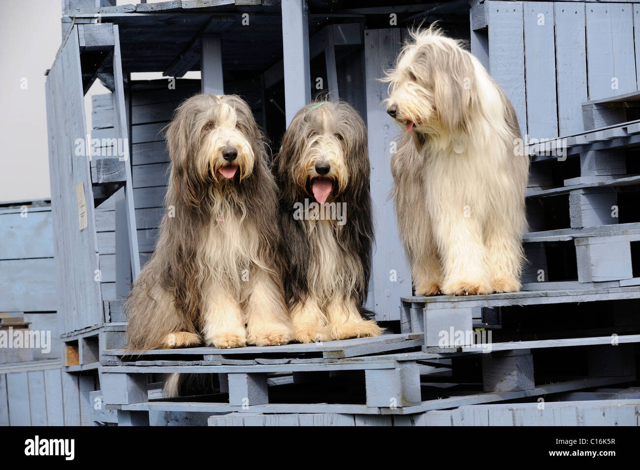 Three Bearded Collies Stock Photo - Alamy