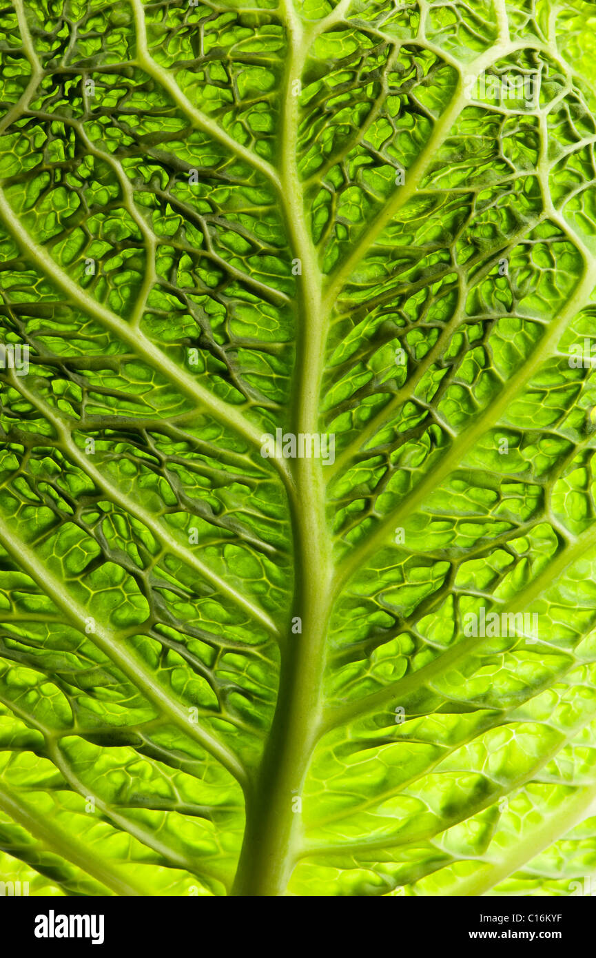 Macro abstract detail background of savoy cabbage Stock Photo - Alamy