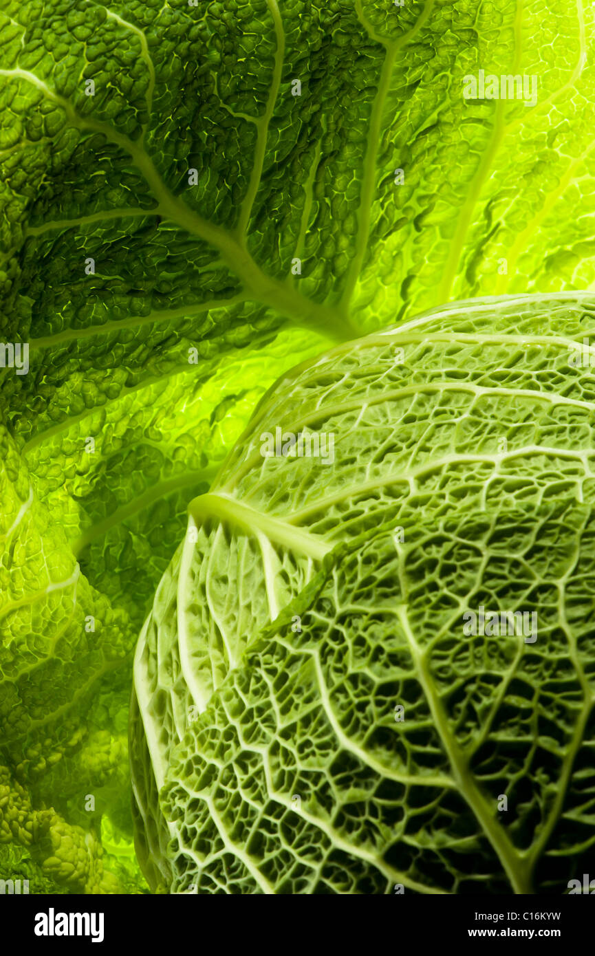 Macro abstract detail background of savoy cabbage Stock Photo - Alamy
