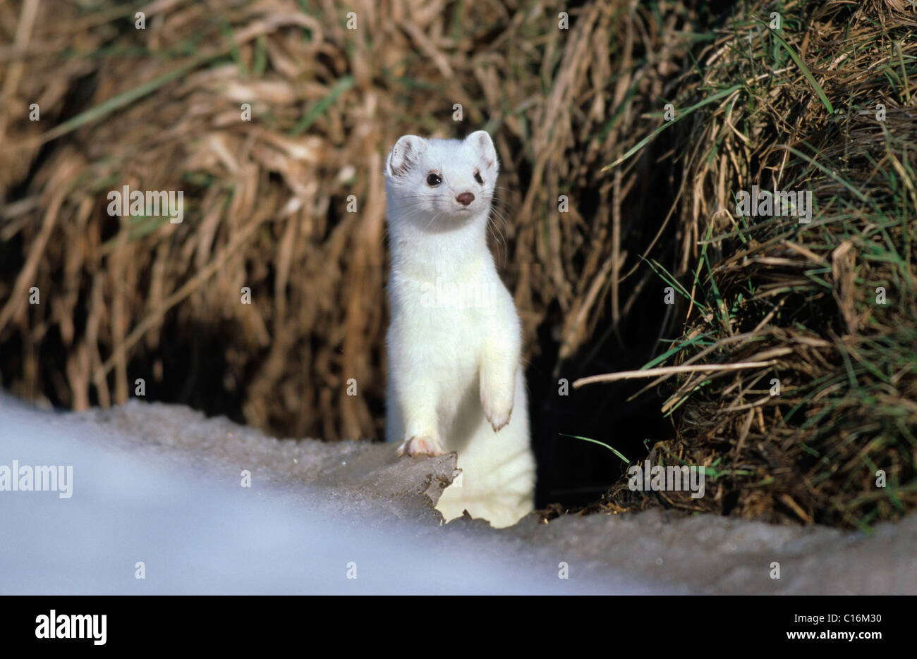 Ermine, stoat or short-tailed weasel (Mustela erminea) with winter coat ...