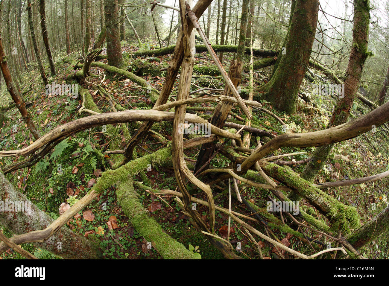 Trees covered with moss in Auwald Forest, Isar wetlands, Upper Bavaria ...