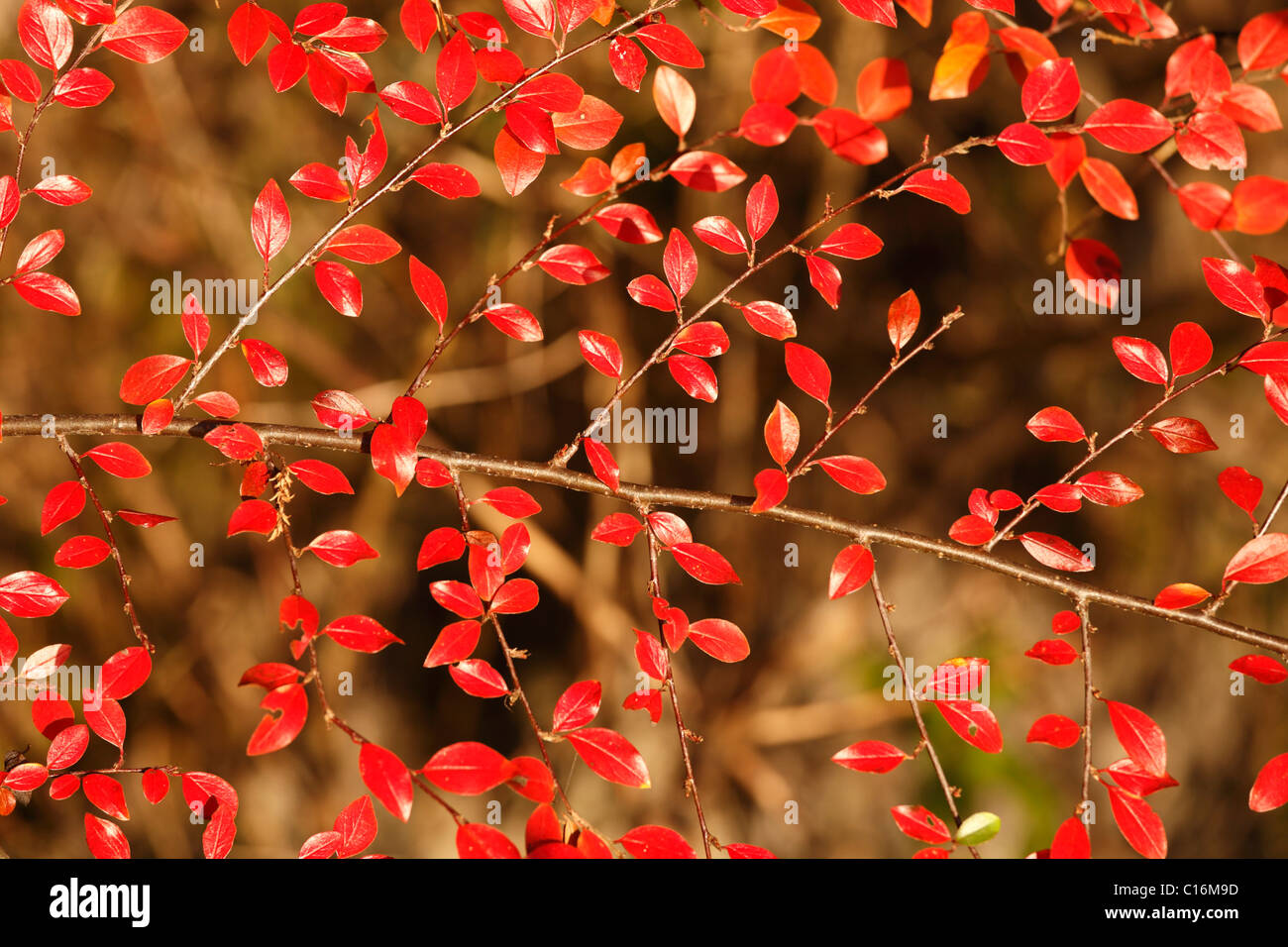 Cotoneaster hi-res stock photography and images - Alamy
