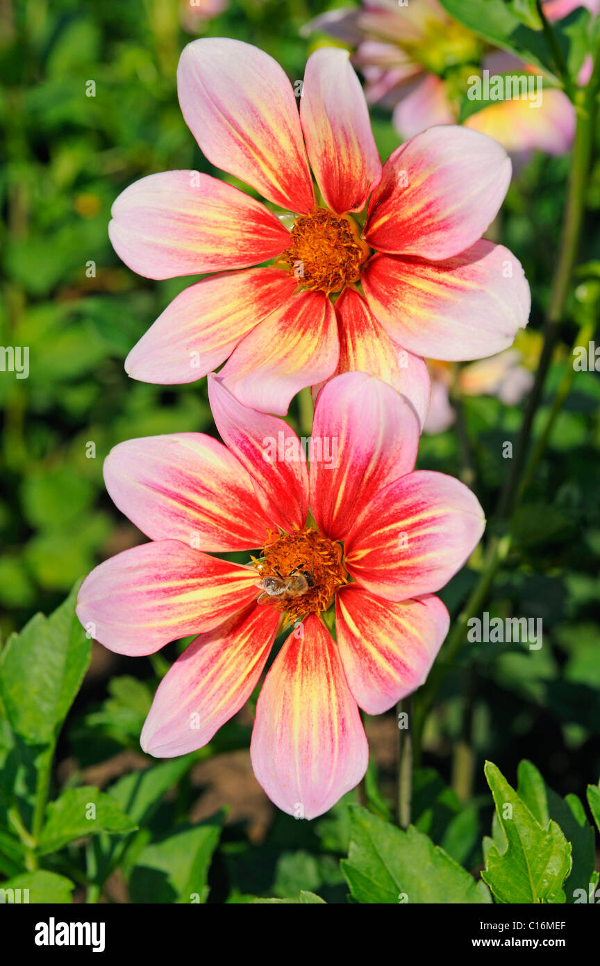 Mignon Dahlia (Dahlia Stock Photo - Alamy