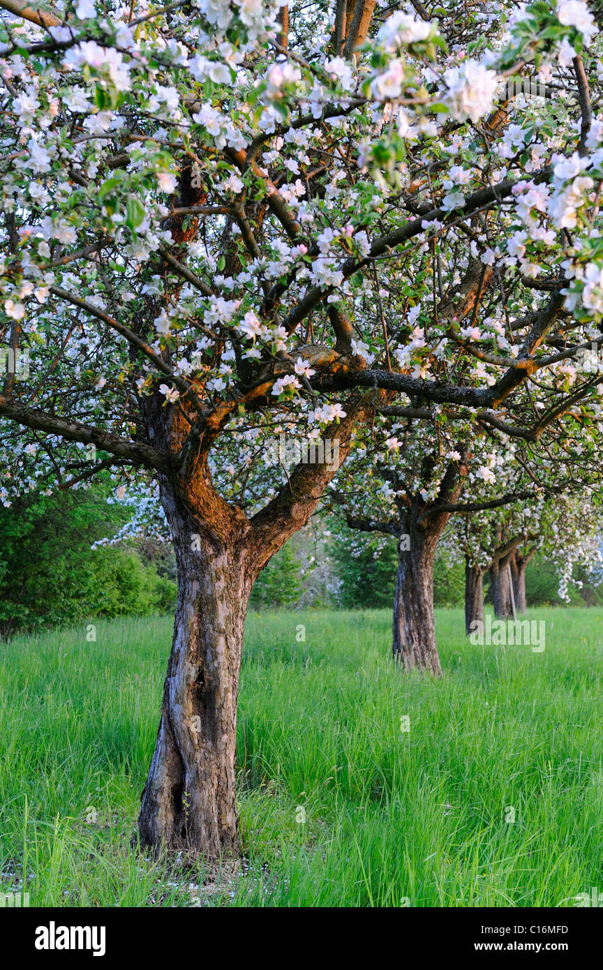 Blooming apple trees in spring Stock Photo - Alamy