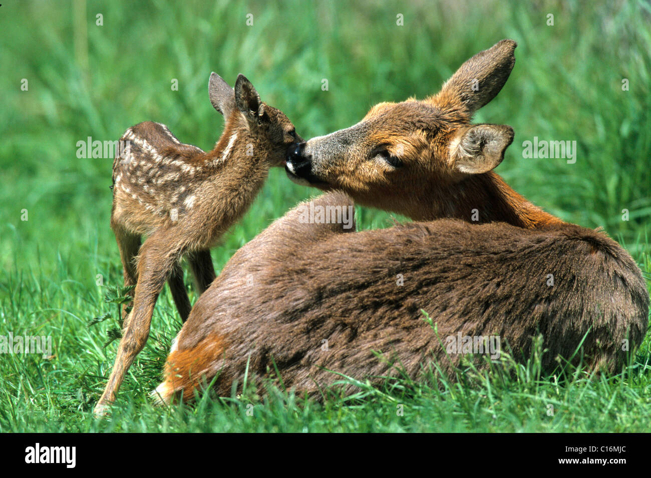 Old world deer hi-res stock photography and images - Alamy