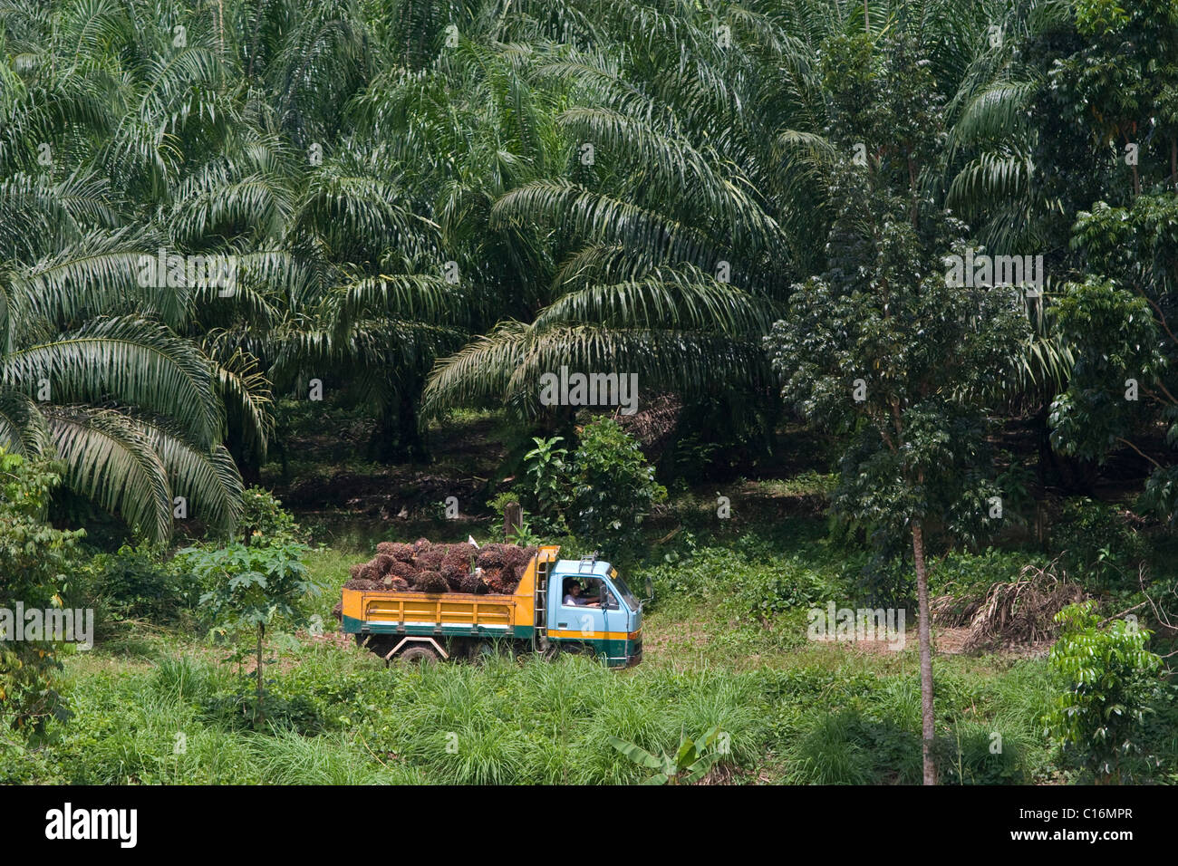 An oil palm plantation in the south of Thailand Stock Photo - Alamy