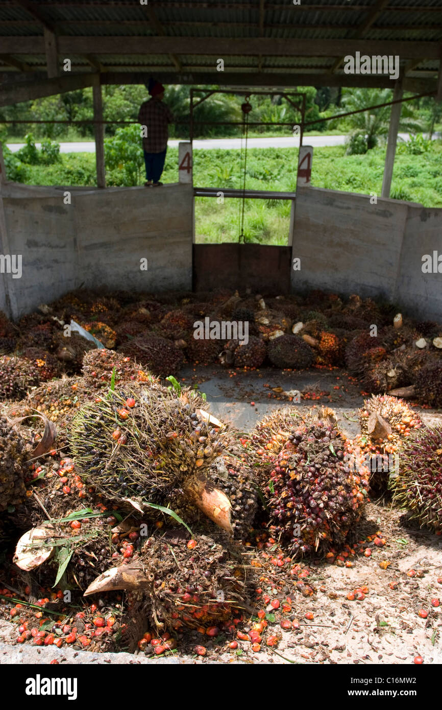 Oil palm bunches hi-res stock photography and images - Alamy