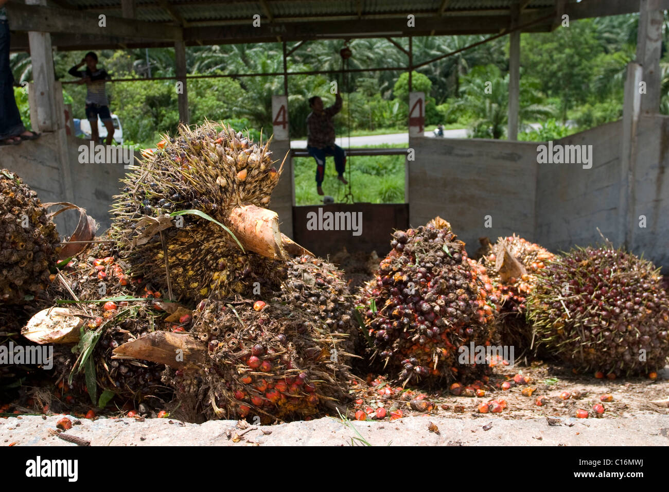 oil palm bunches Stock Photo - Alamy