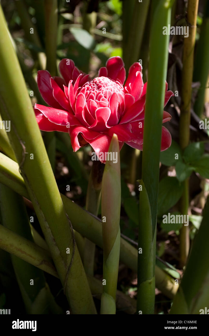 A flower of Torch Ginger (Etlingera elatior Stock Photo - Alamy