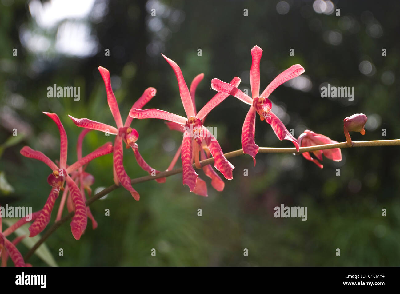 Renanthera orchid hi-res stock photography and images - Alamy