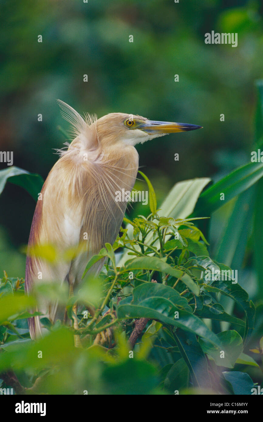 Ranganthittu Bird Sanctuary High Resolution Stock Photography and ...