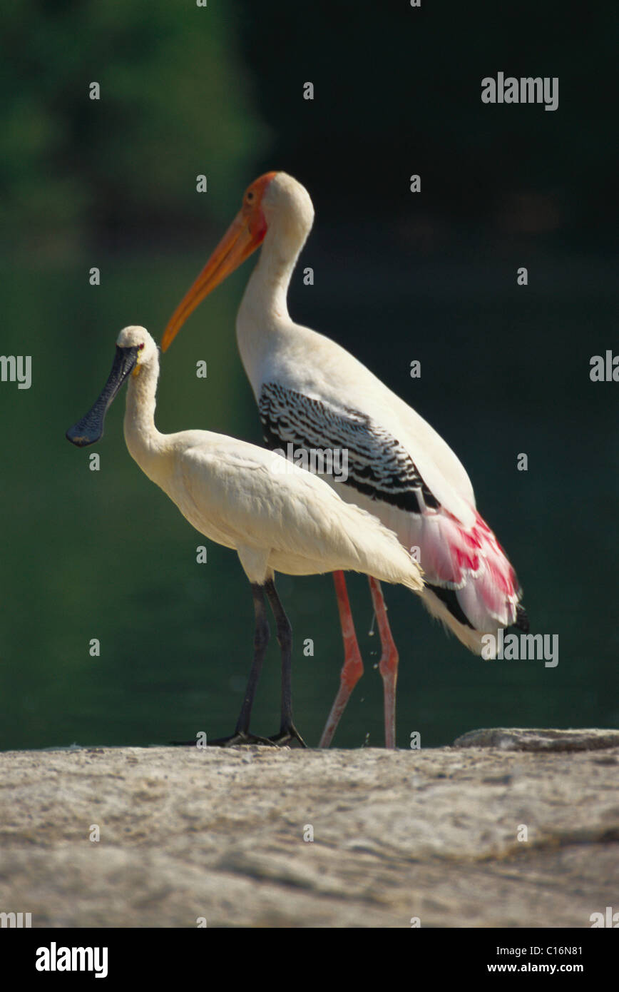 Painted stork (Mycteria leucocephala) and a spoonbill at the lakeside ...