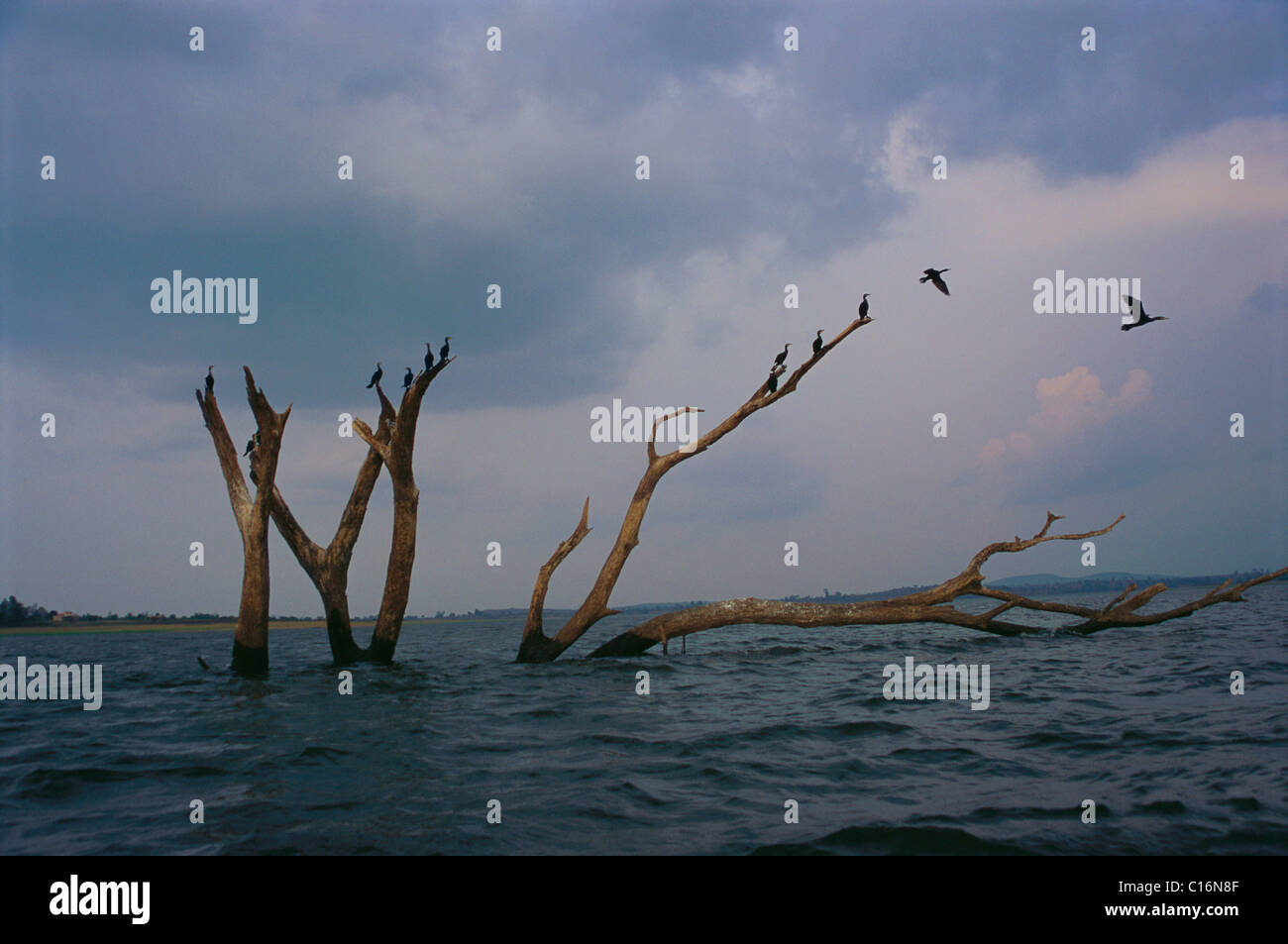 Birds flying over a lake during flood, Ranganthittu Bird Sanctuary ...
