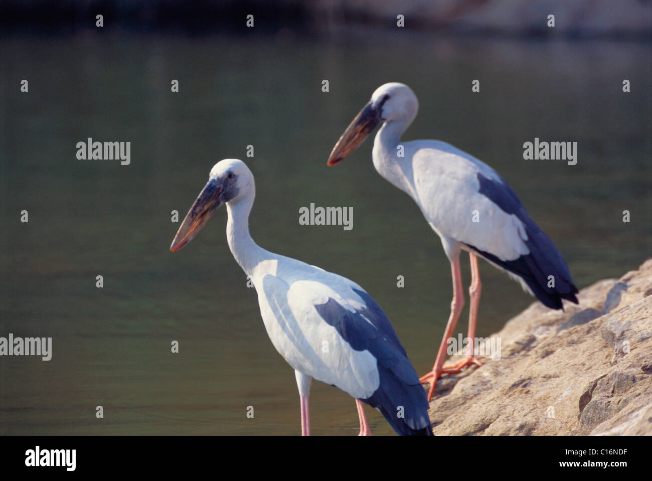 Asian storks hi-res stock photography and images - Alamy