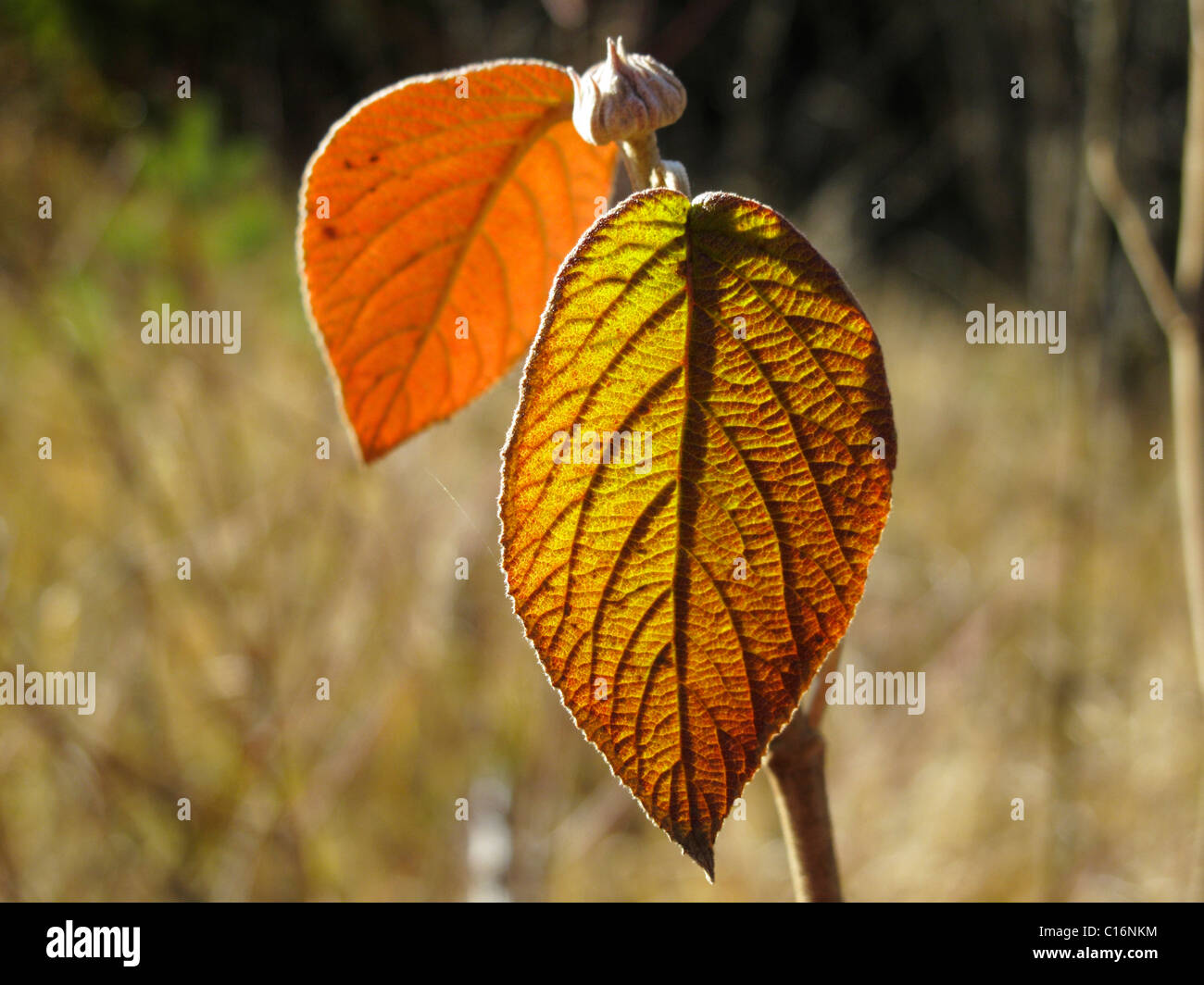 Wayfarer or wayfaring tree hi-res stock photography and images - Alamy