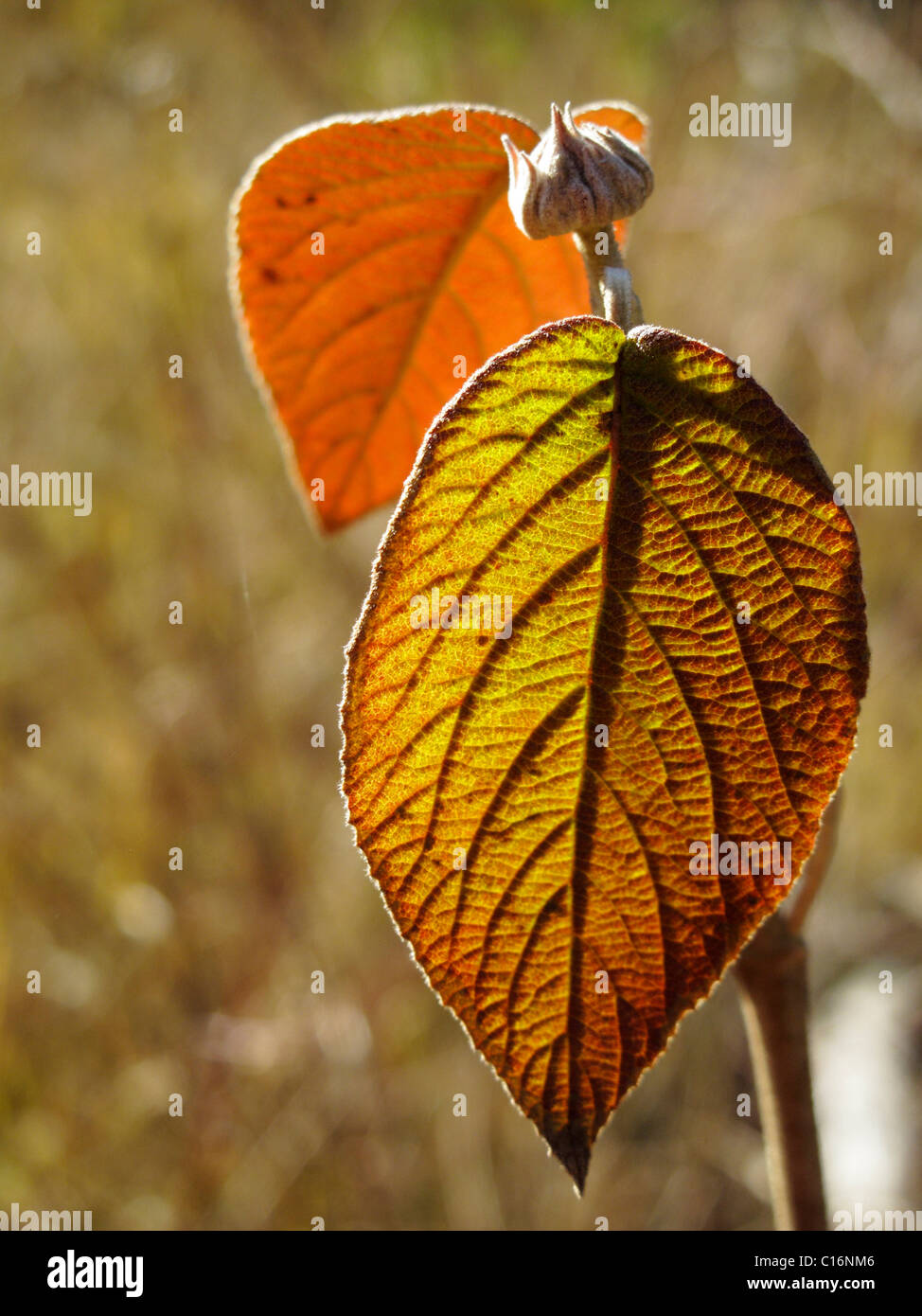 Wayfaring tree hi-res stock photography and images - Alamy