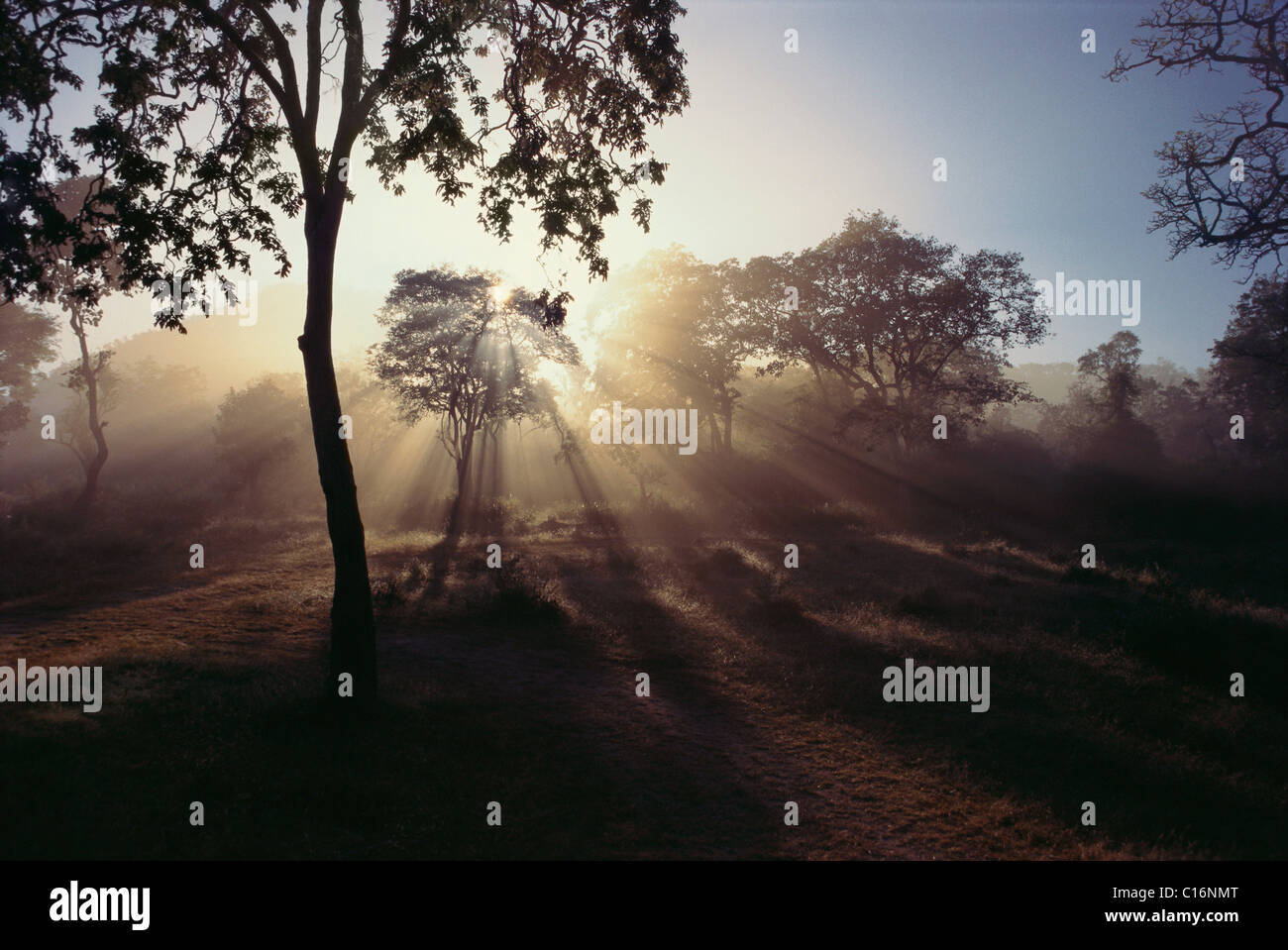 Sunbeams radiating through trees, Ranganthittu Bird Sanctuary, Mandya ...