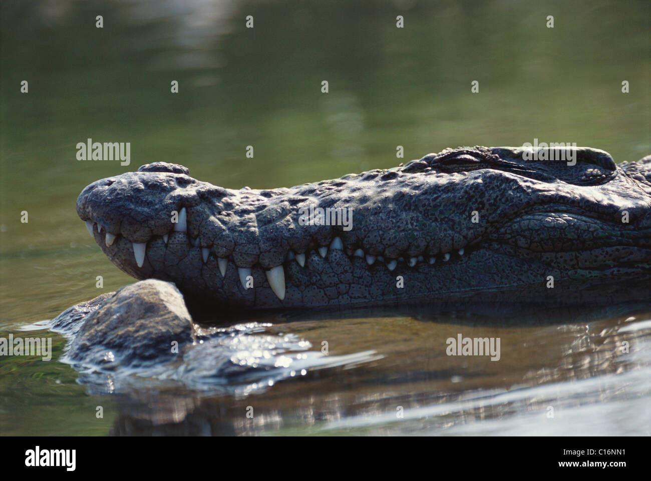 Crocodile bird teeth hi-res stock photography and images - Alamy