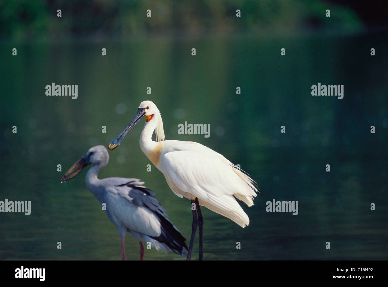Asian Openbill stork (Anastomus oscitans) and a spoonbill, Ranganthittu ...