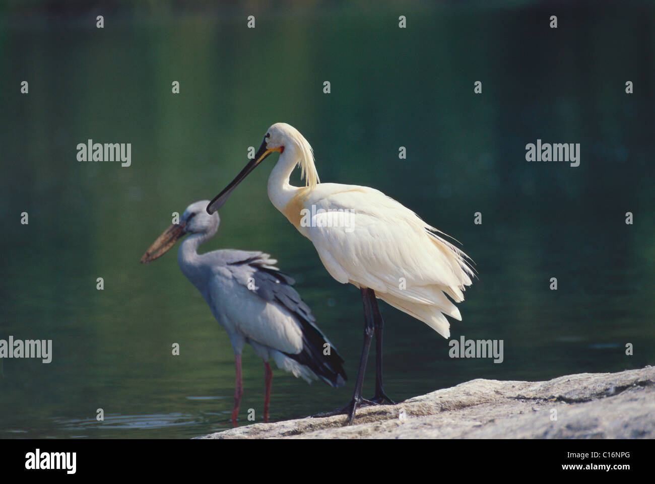 Asian Openbill stork (Anastomus oscitans) and a spoonbill, Ranganthittu ...