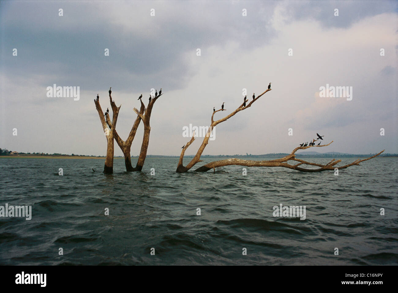 Birds on trees in a lake during flood, Ranganthittu Bird Sanctuary ...