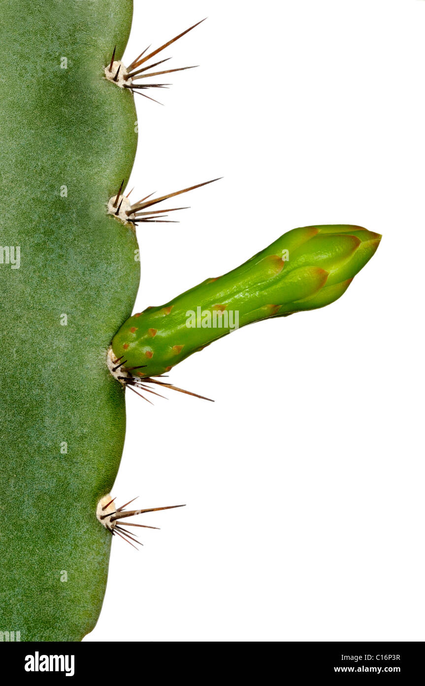 Flower bud of a Rock Cactus (Cereus peruvianus Stock Photo - Alamy