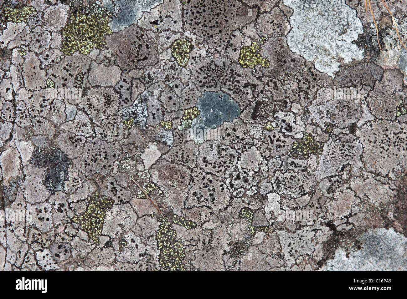 Lichen on rock patterns hi-res stock photography and images - Alamy