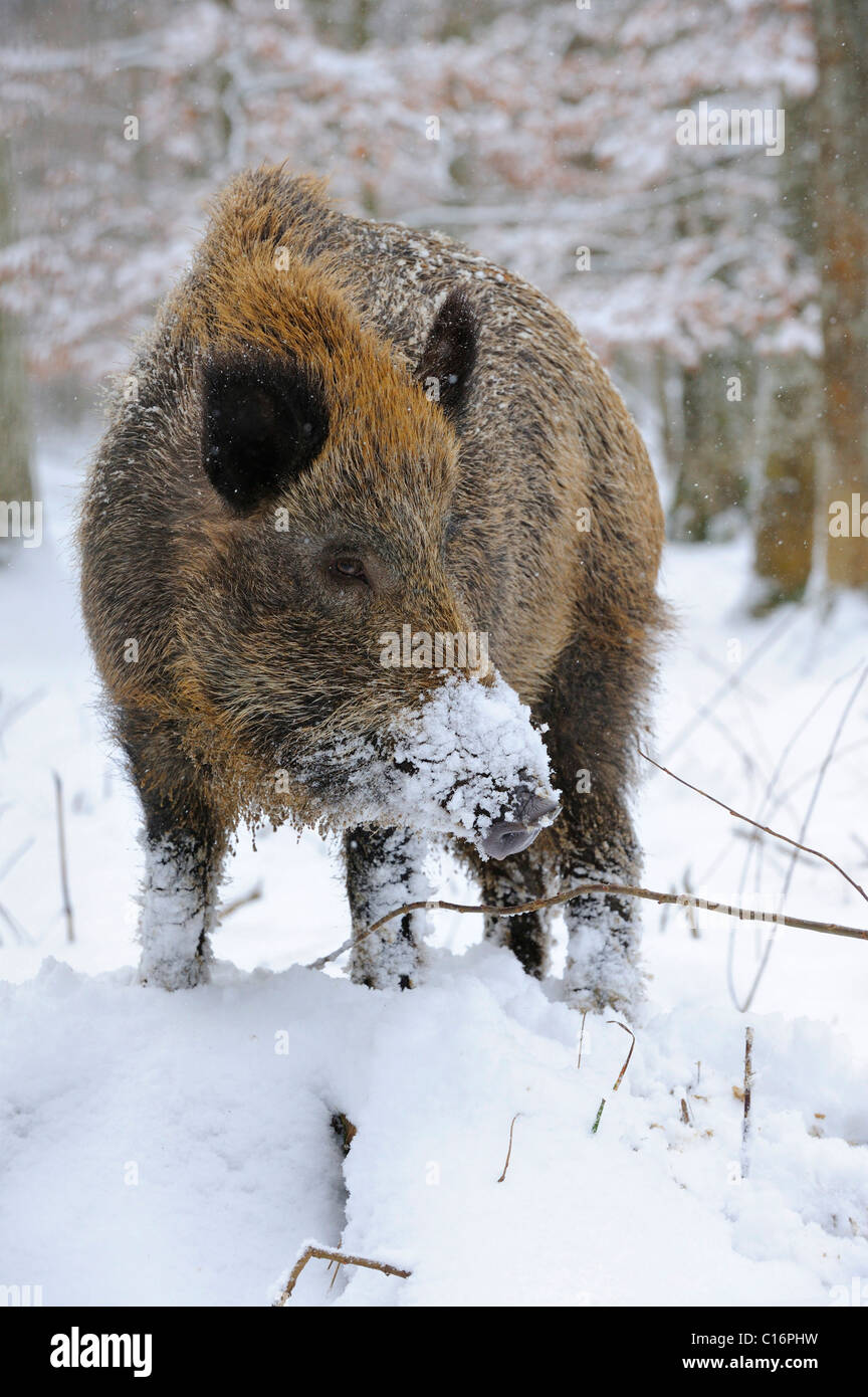 Female Wild Boar (Sus scrofa), snow Stock Photo - Alamy