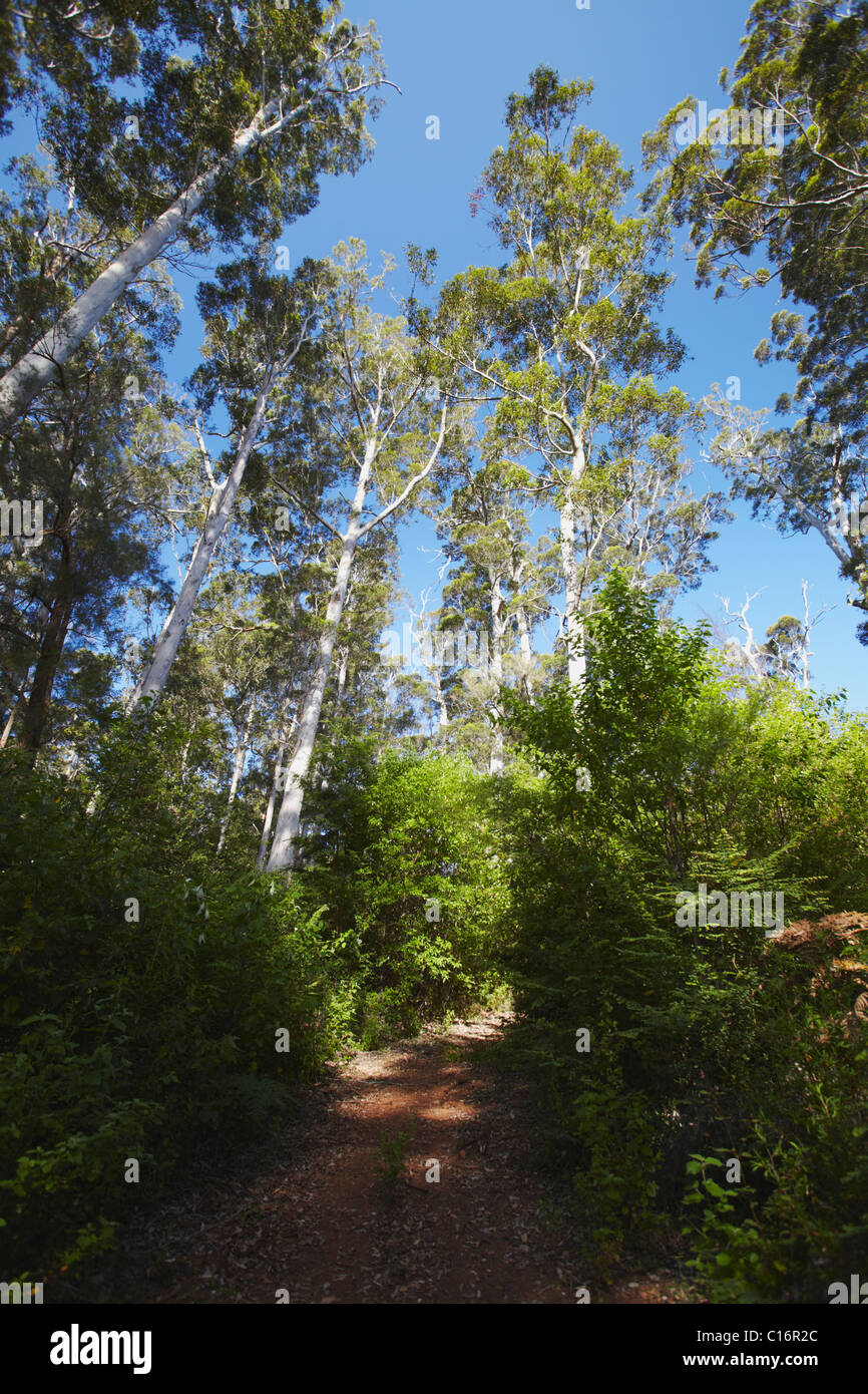Karri trees australia western australia hi-res stock photography and ...
