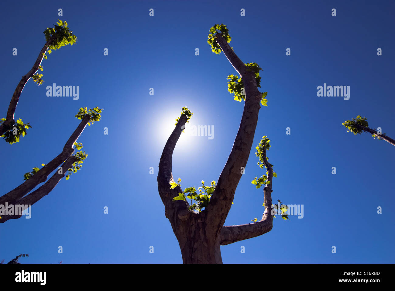 Tree hand concept Stock Photo - Alamy
