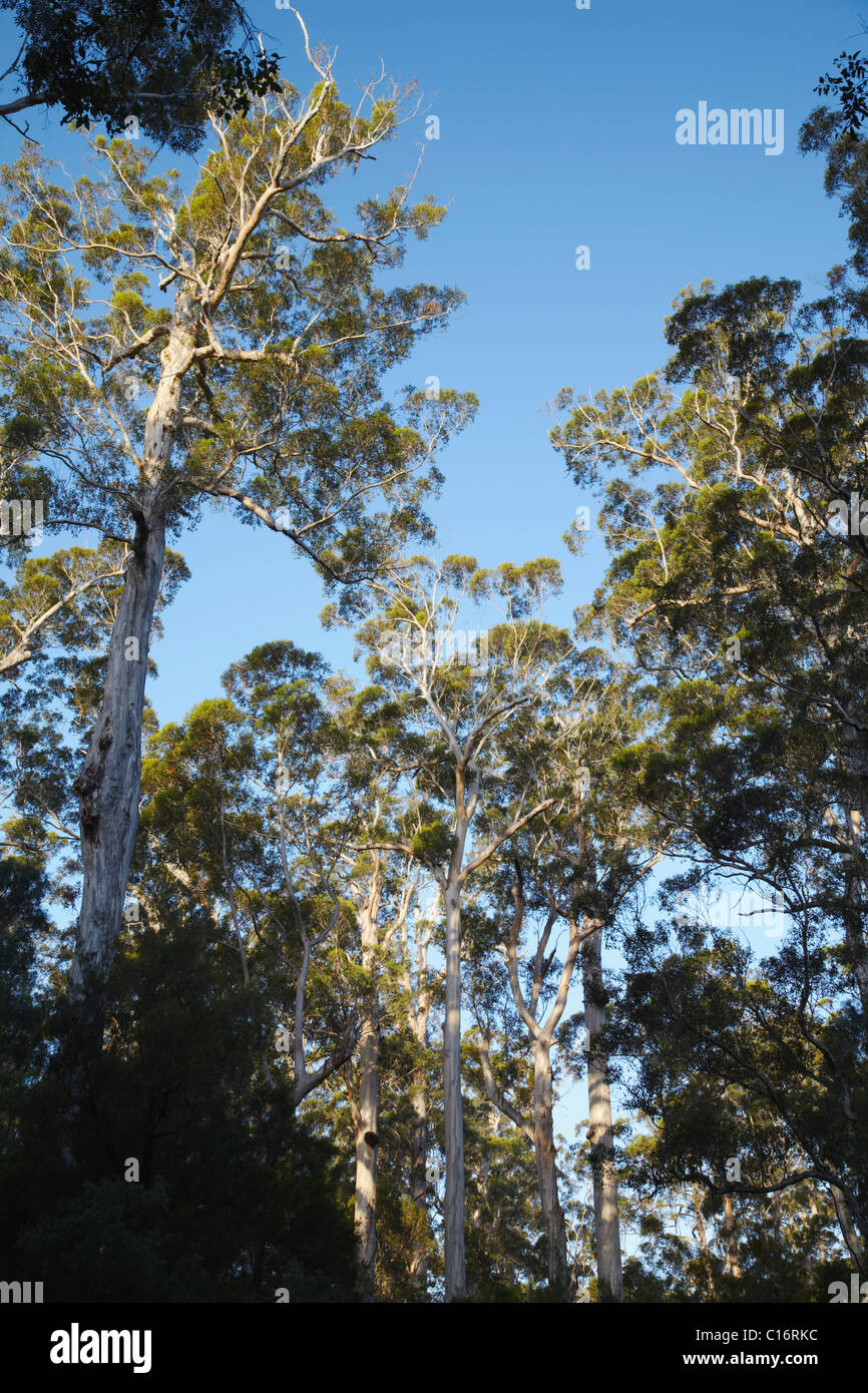 Karri trees australia western australia hi-res stock photography and ...