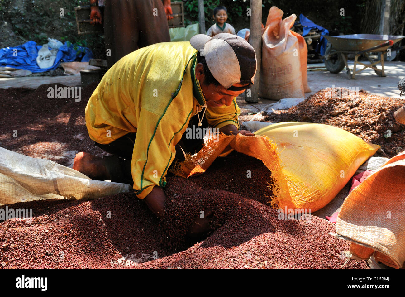 Farmer filling a sack with Annatto seeds harvested from the Achiote ...