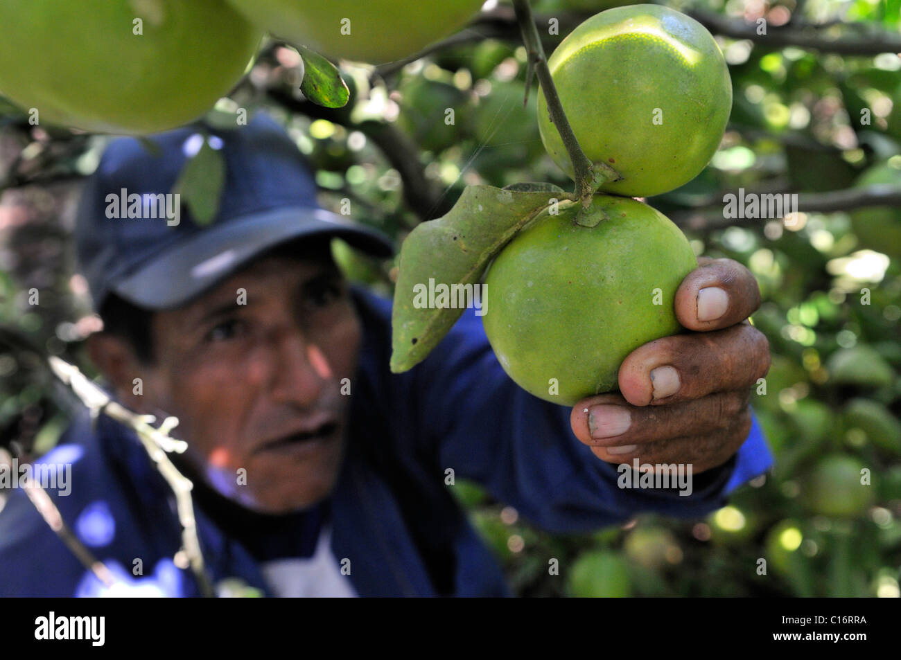 Farmer harvesting citrus fruit, Sapecho, Alto Beni, Bolivia, South ...