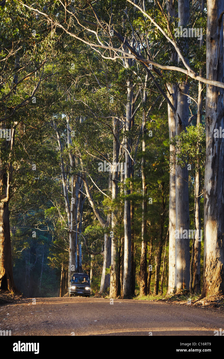 Car driving through Warren National Park, Pemberton, Western Australia ...