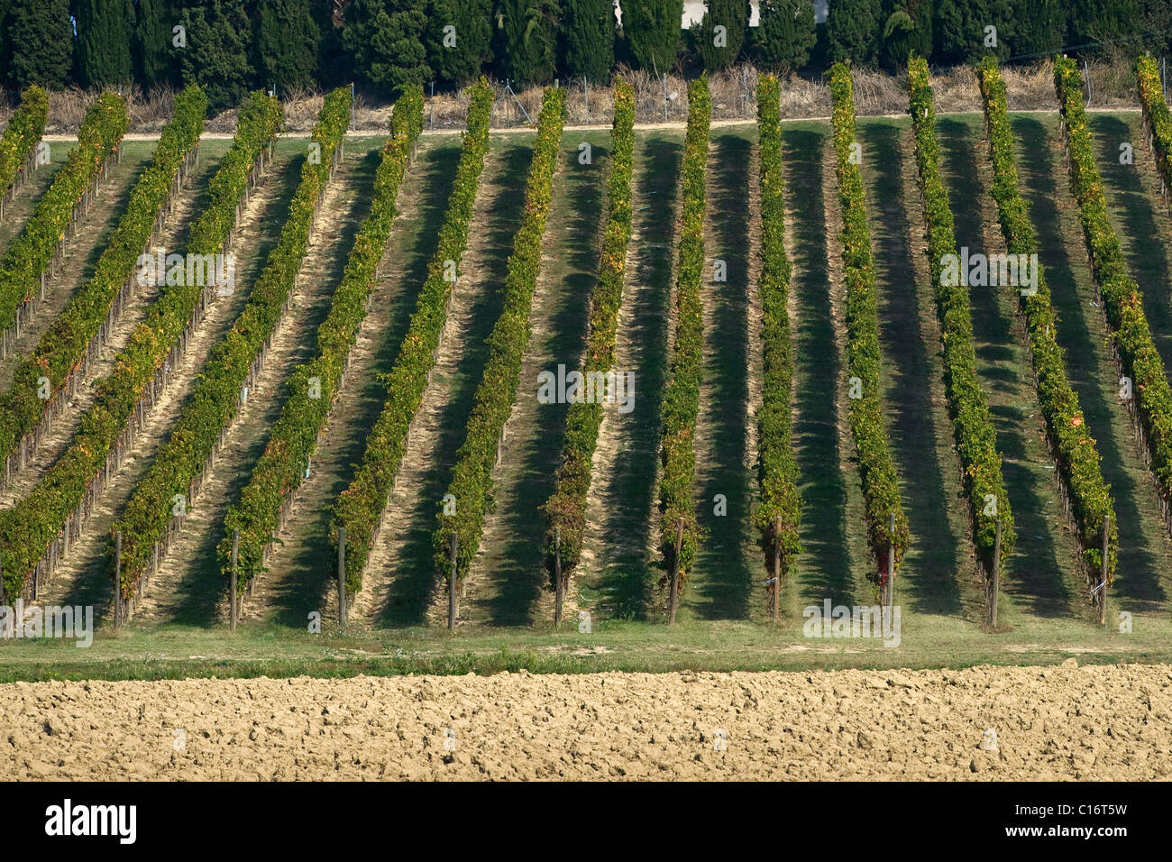 Vineyard regions of italy hi-res stock photography and images - Alamy