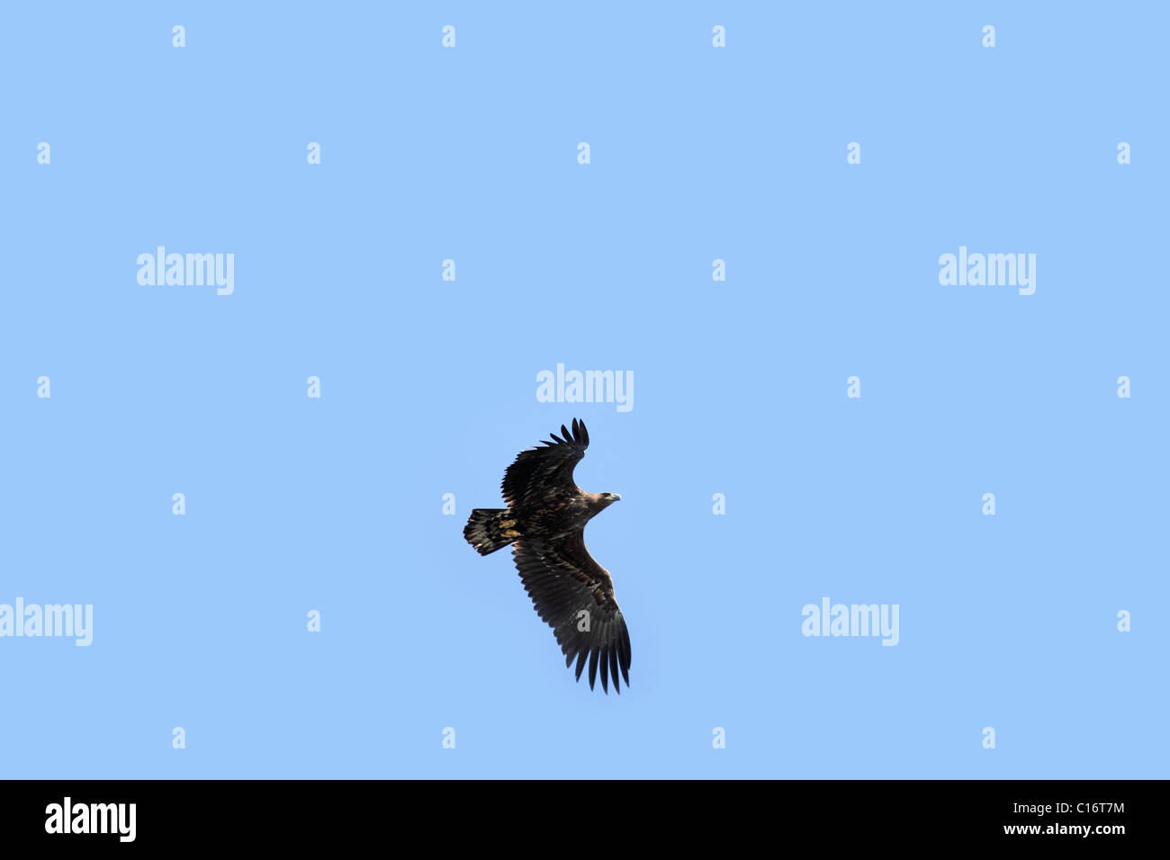 Golden eagle flying scotland hi-res stock photography and images - Alamy
