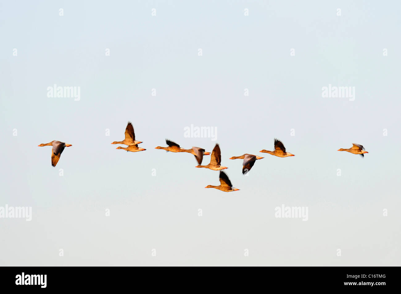 Greylag Geese (Anser anser) flying Stock Photo - Alamy