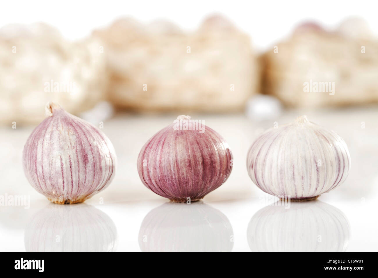 Allium sativum plant plants hi-res stock photography and images - Alamy