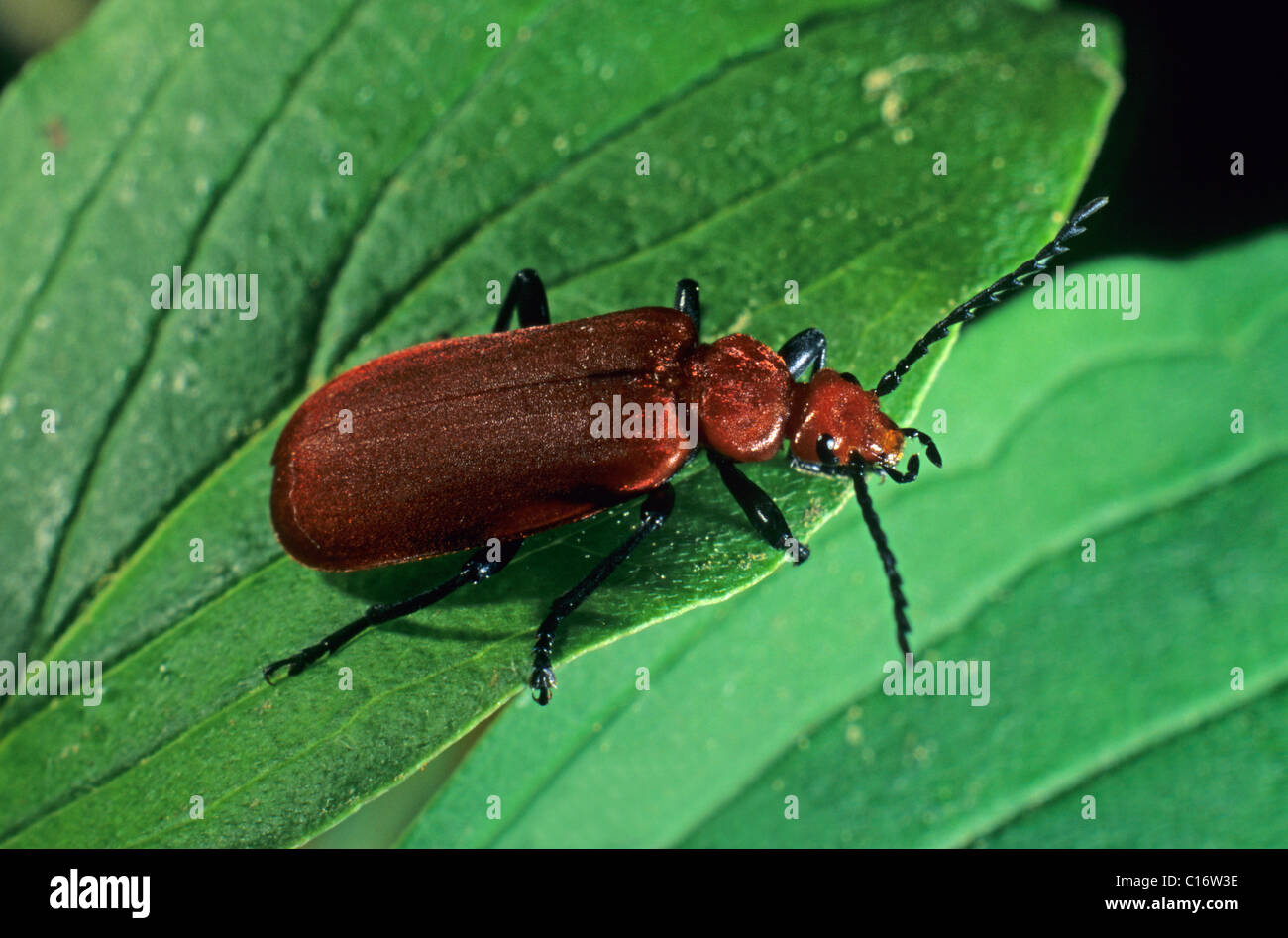 Fire beetle hi-res stock photography and images - Alamy