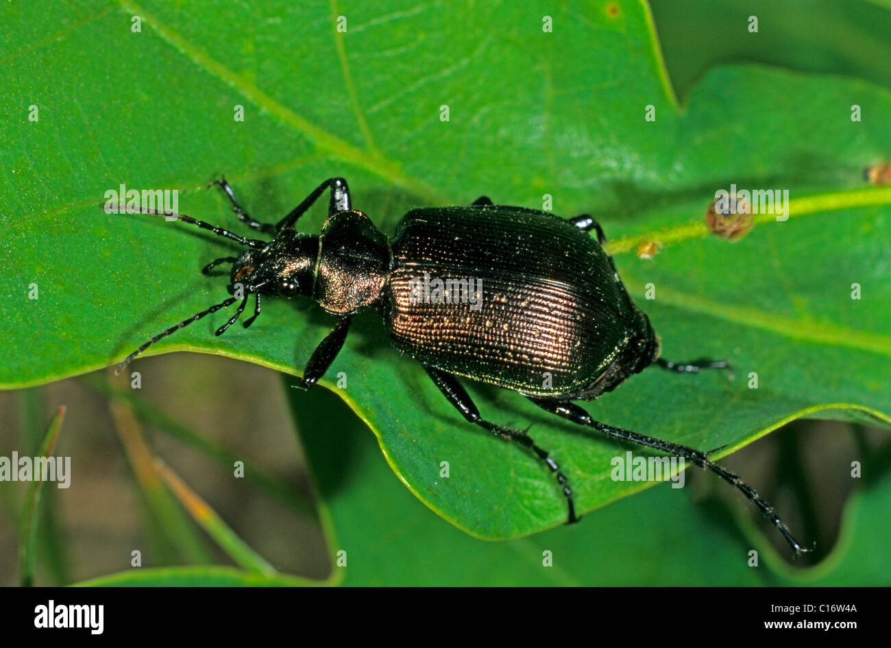 Caterpillar Hunter (Calosoma inquisitor Stock Photo - Alamy