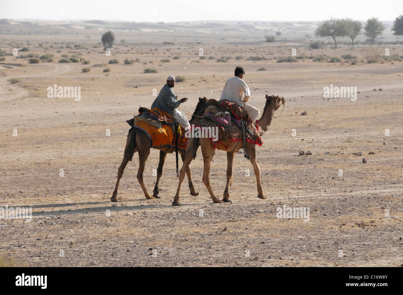 Camel riders, near Jaisalmer, Rajasthan, North India, Asia Stock Photo ...