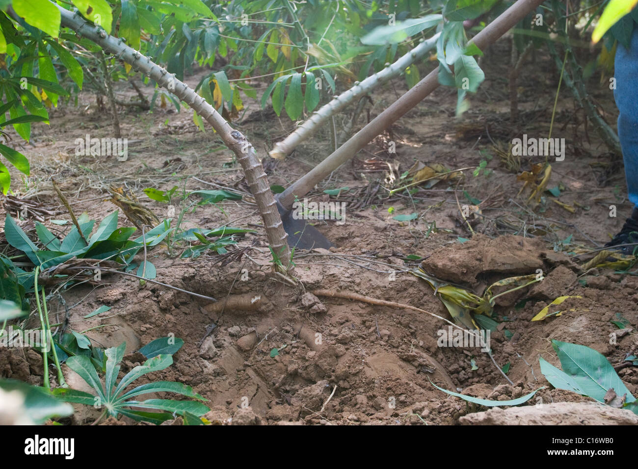 Harvesting the starchy roots of cassava (Manihot esculenta) in a ...