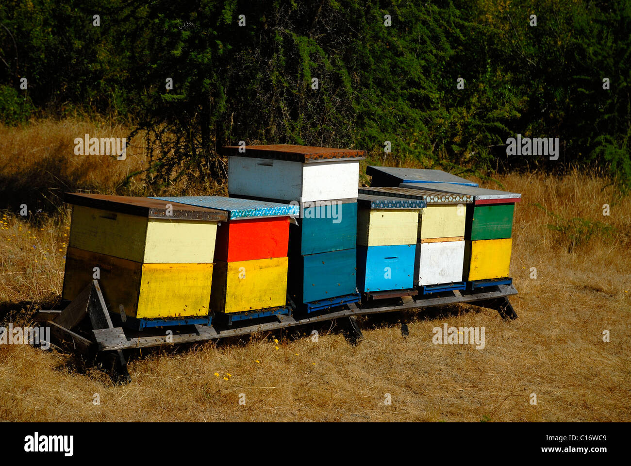row of beehives painted different colors Stock Photo - Alamy