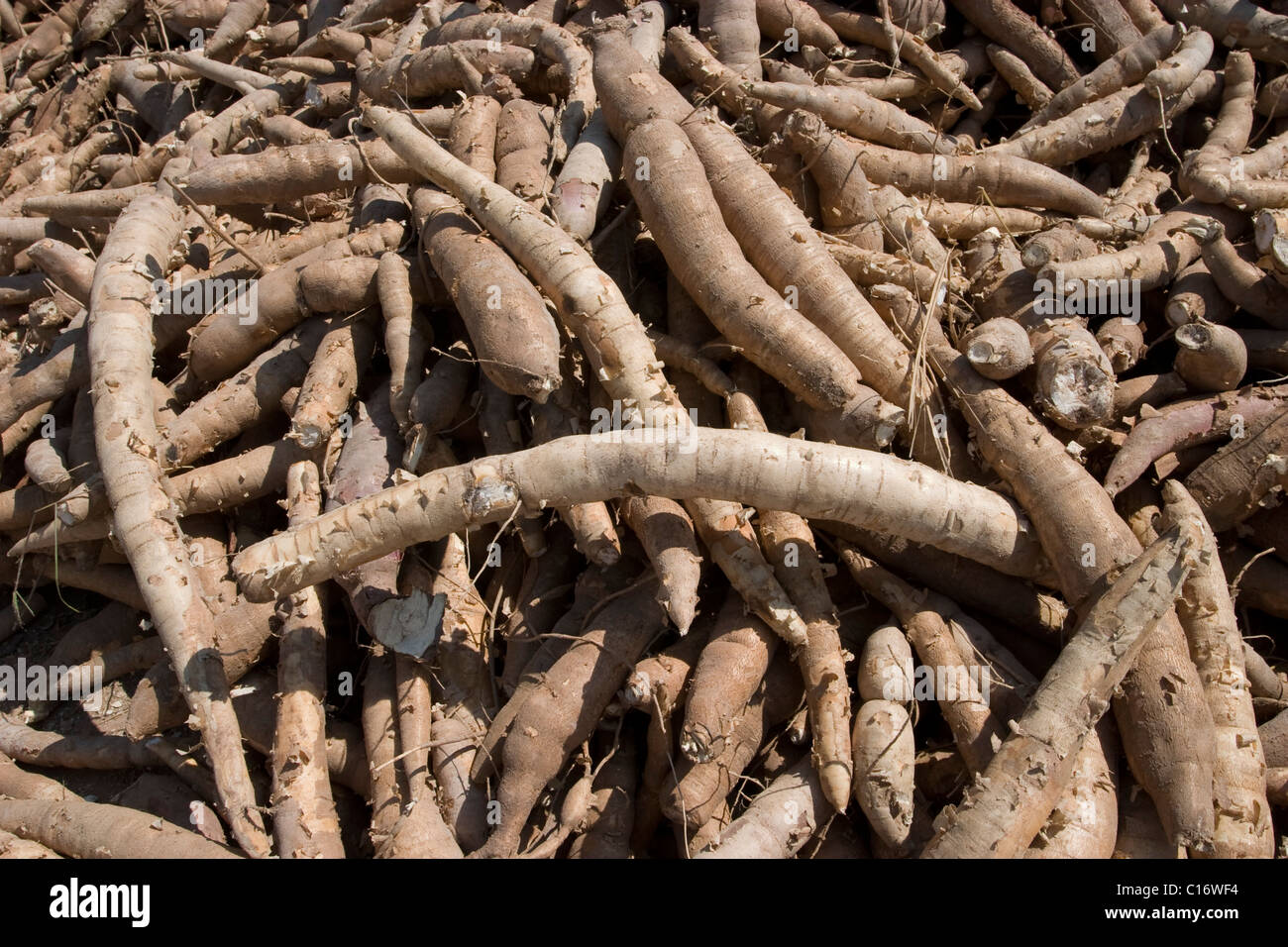 Starch roots hi-res stock photography and images - Alamy