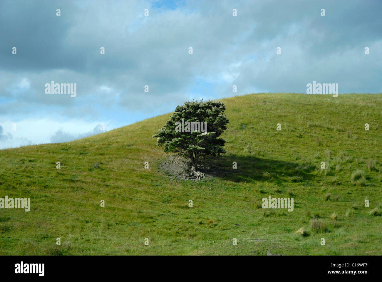 lone tree on a hillside Stock Photo - Alamy