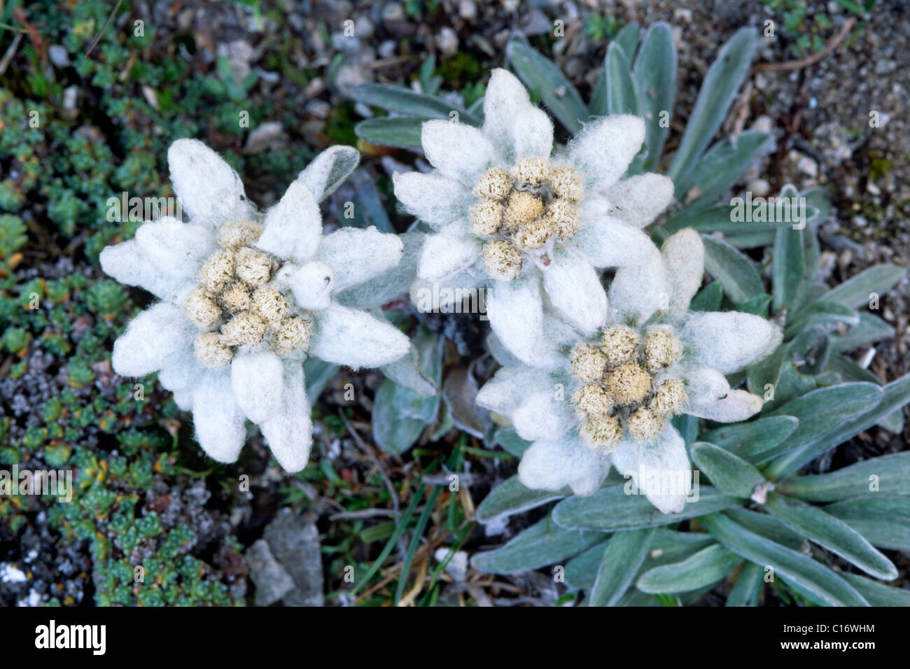 Leontopodium alpinum edelweiss hi-res stock photography and images - Alamy