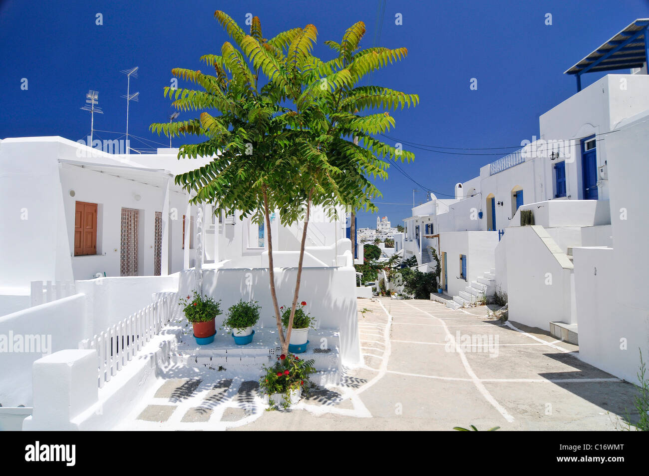 Alley with white painted paving stones and palms in Naoussa, Paros ...