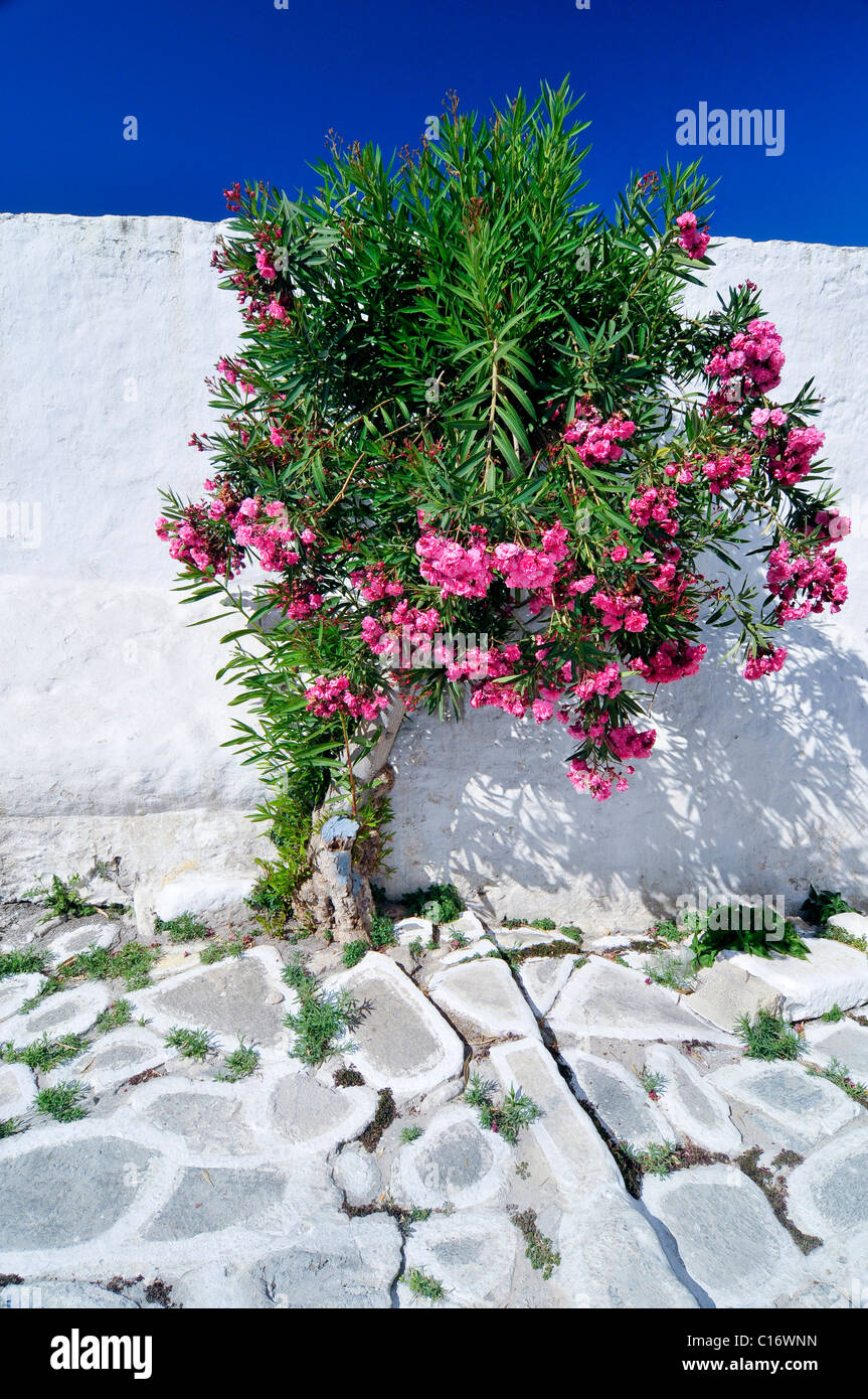 Oleander on a white wall, Cyclades, Greece, Europe Stock Photo - Alamy