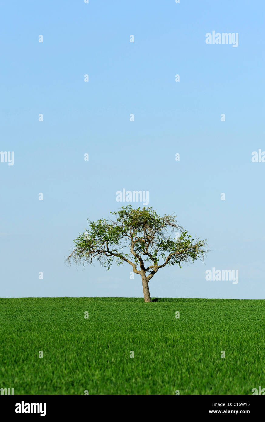 Feld tree hi-res stock photography and images - Alamy