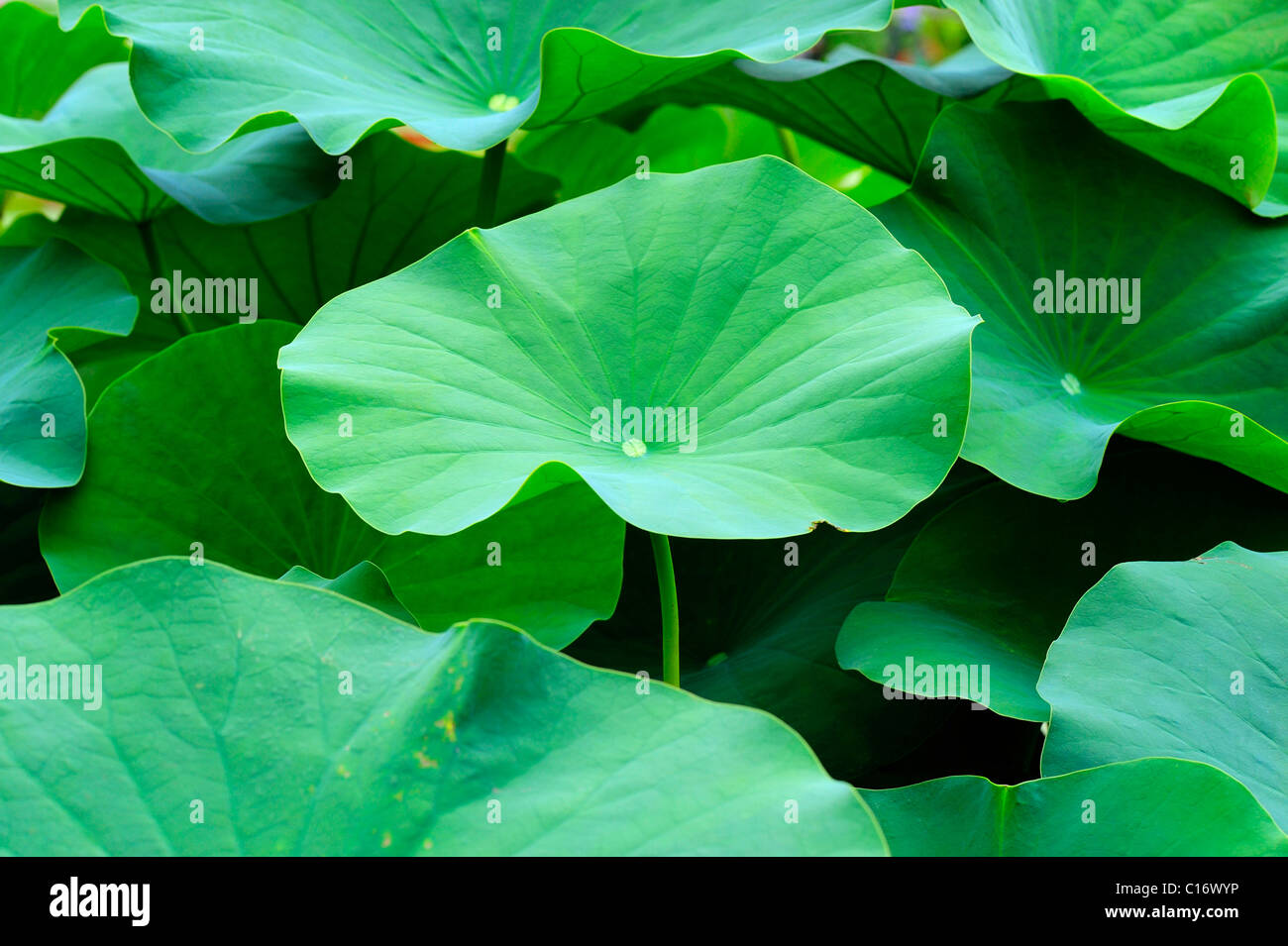 Lotus (Nelumbo) leaves Stock Photo - Alamy